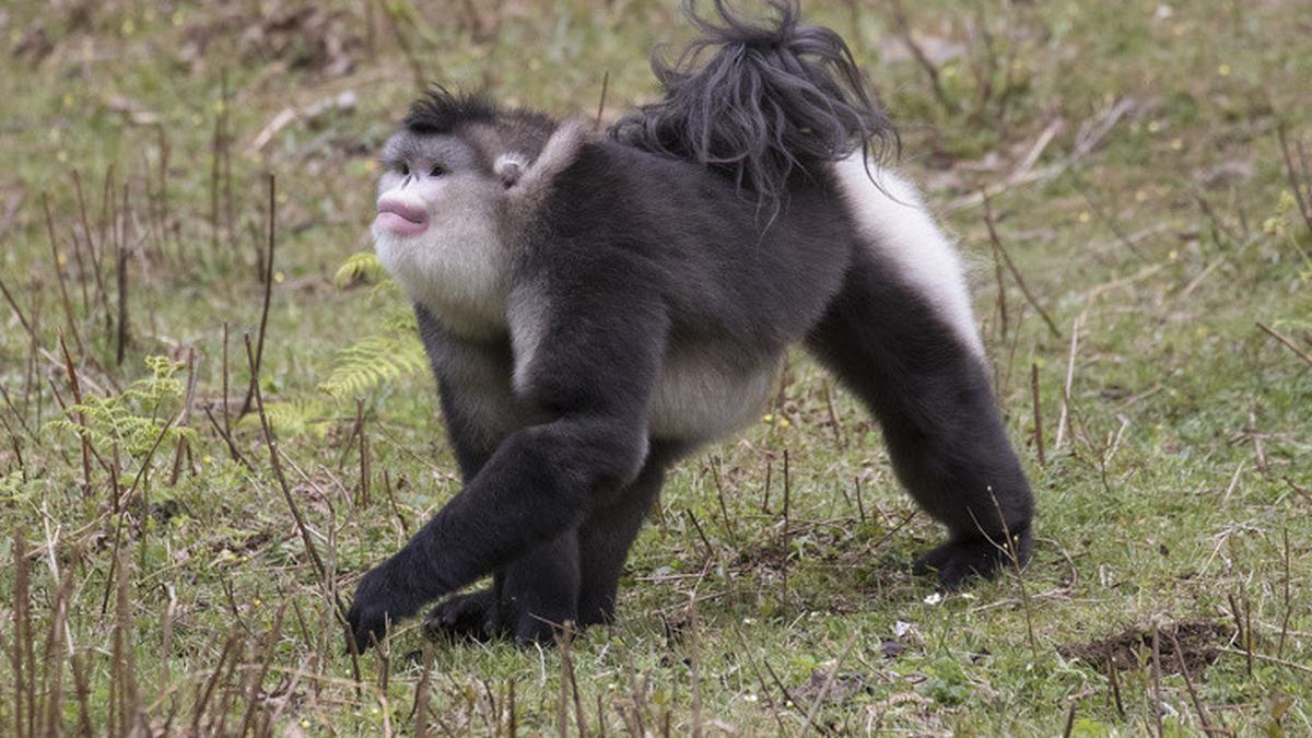 Langka dan Unik, 10 Hewan Ini Mungkin Belum Pernah Kamu Lihat ...