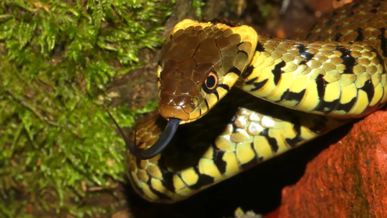 9 Arti Mimpi Ular Banyak Jadi Pertanda yang Mengejutkan