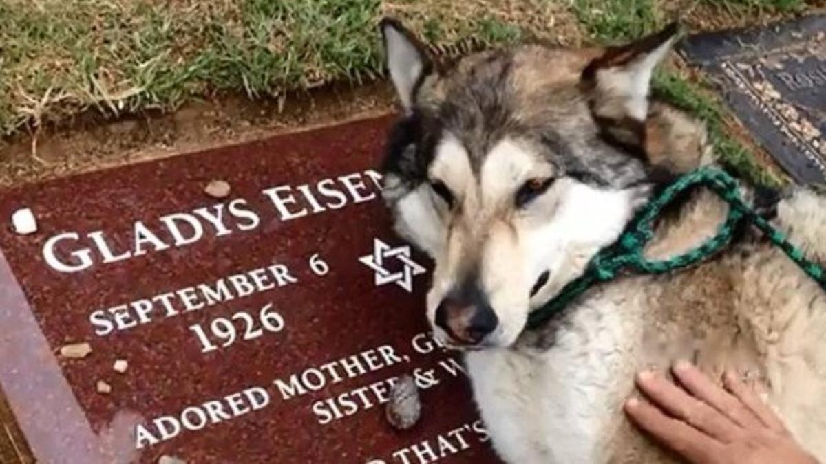 4 Kisah Anjing Setia, Bagaimana Kini Nasib Mereka? - Citizen6 Liputan6.com