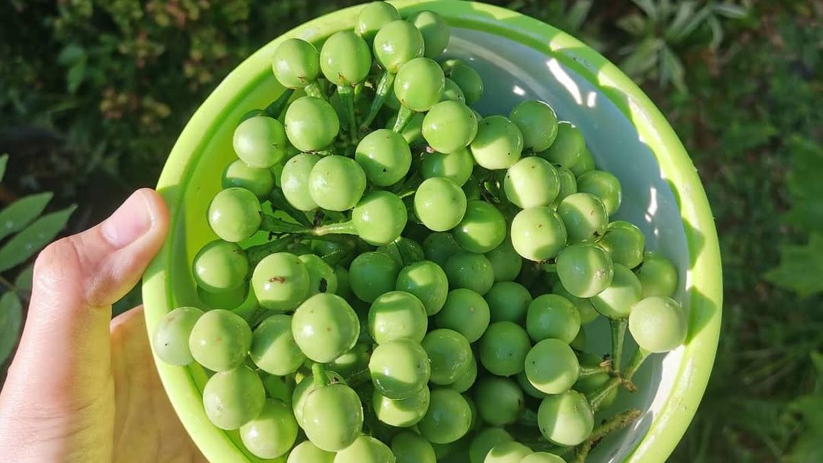 Tips Mengurangi Rasa Pahit dalam Terong Pipit - Food Fimela.com