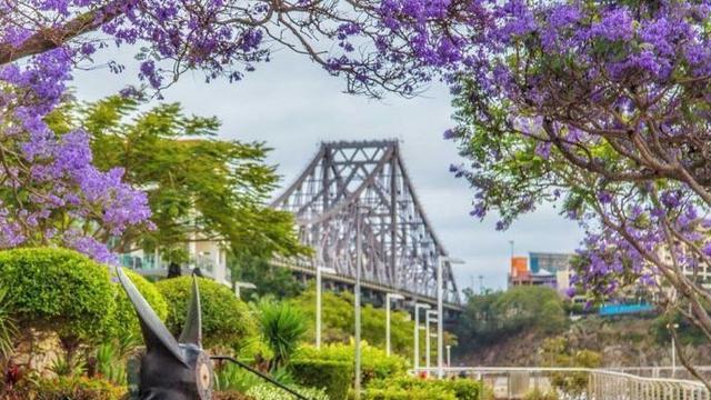 5 Spot Terbaik untuk Melihat Pohon Jacaranda Saat Mekar di Queensland ...
