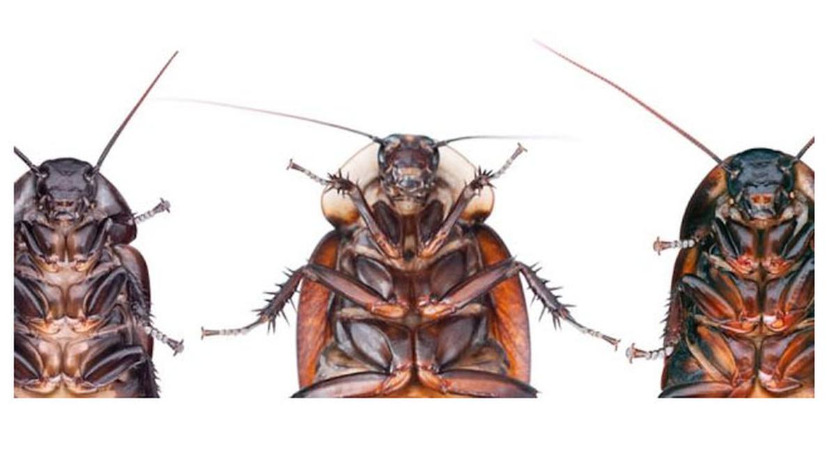 Dua Jenis Kecoak yang Paling Mungkin Sebabkan Alergi - Health Liputan6.com