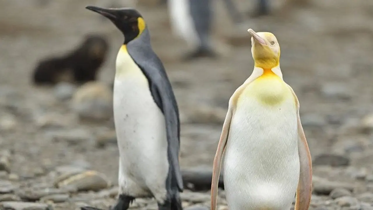 Penguin Kuning yang Langka Berhasil Diabadikan, Ini Penyebab Bulunya ...