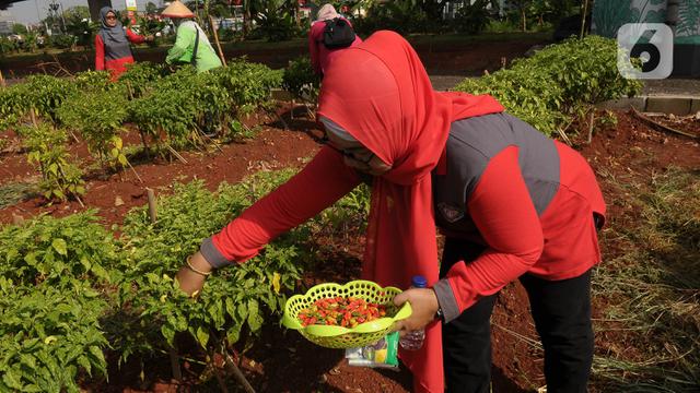 Panduan Lengkap Menanam Cabai Rawit di Polybag, dari Bibit hingga Panen ...