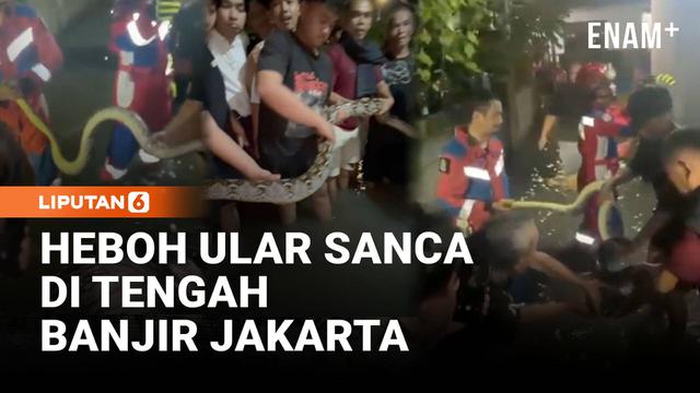 Berita Ular Sanca Hari Ini - Kabar Terbaru Terkini | Liputan6.com