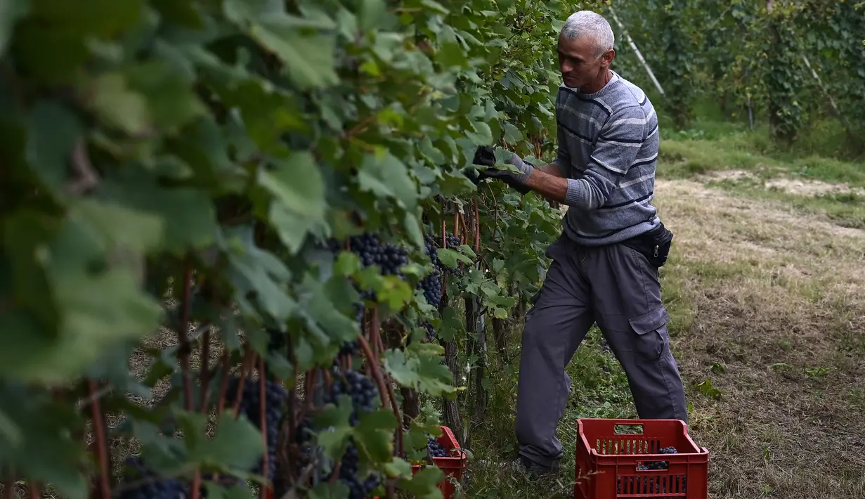 FOTO: Menengok Panen Melimpah Anggur untuk Wine di Italia - Foto ...