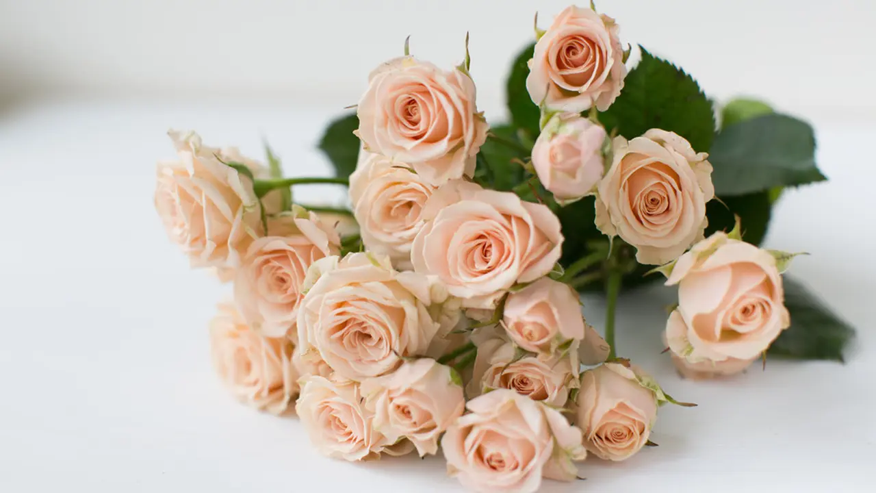 Makna Bunga Mawar Berdasarkan Warnanya, Ini yang Paling Romantis