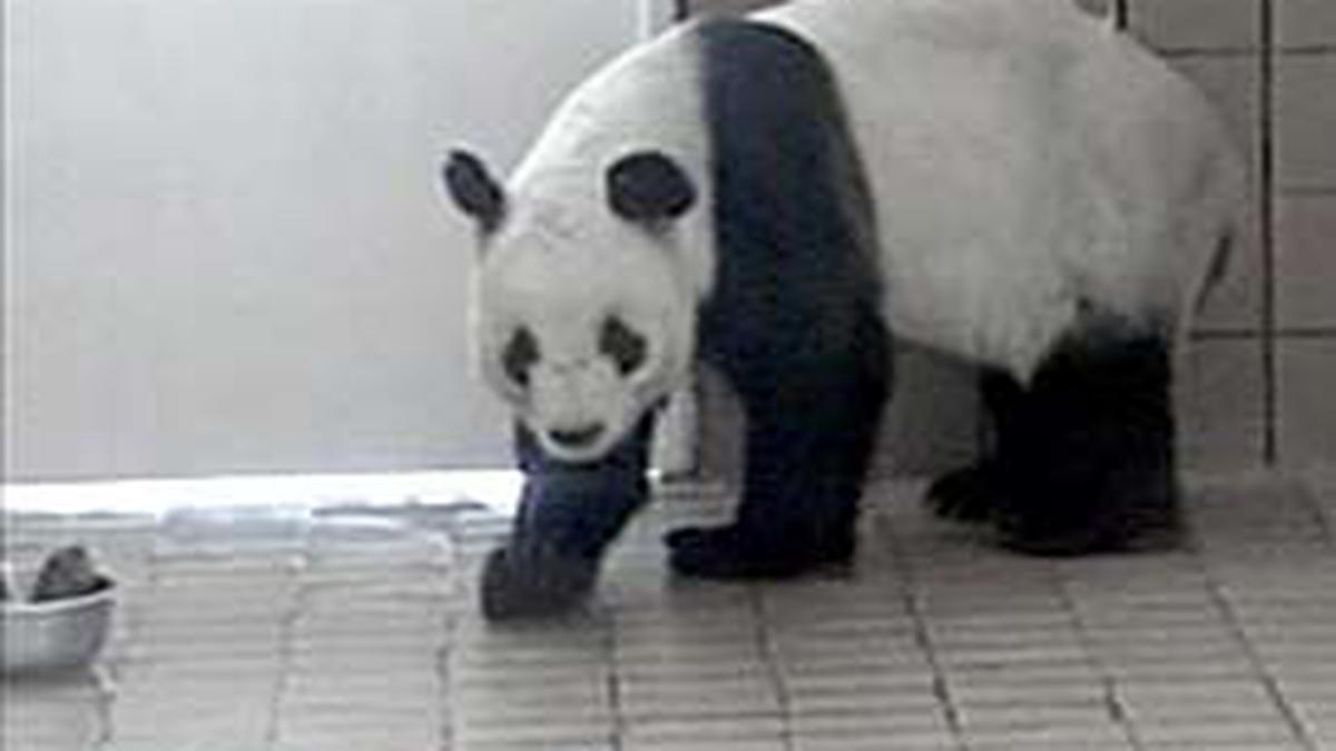 Kisah Ling Ling Si Panda Gelap - Global Liputan6.com