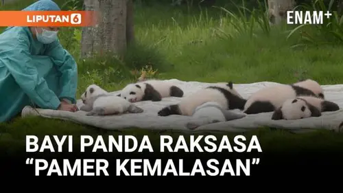 VIDEO: Menengok Debut Bayi Panda Raksasa Lucu Nan Menggemaskan | Enamplus