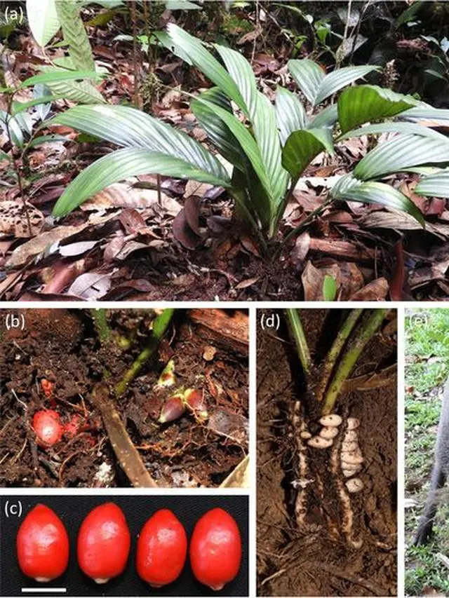 Ilmuwan Ungkap Pohon Palem Langka Berbuah di Dalam Tanah, Masih Jadi ...