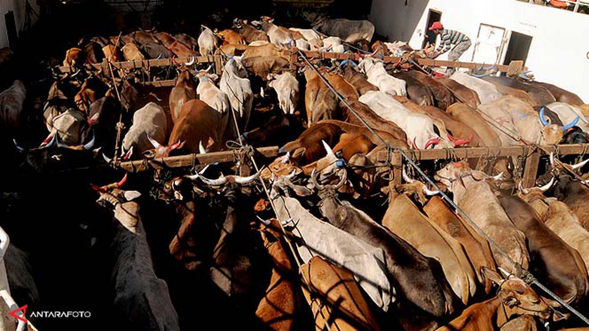 1.478 Sapi Australia Tiba Malam ini di Tanjung Priok