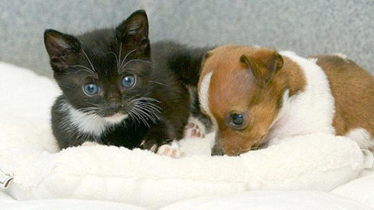 Nyata: Kucing dan Anjing Dibuang Yang Saling Menyayangi - Lifestyle ...