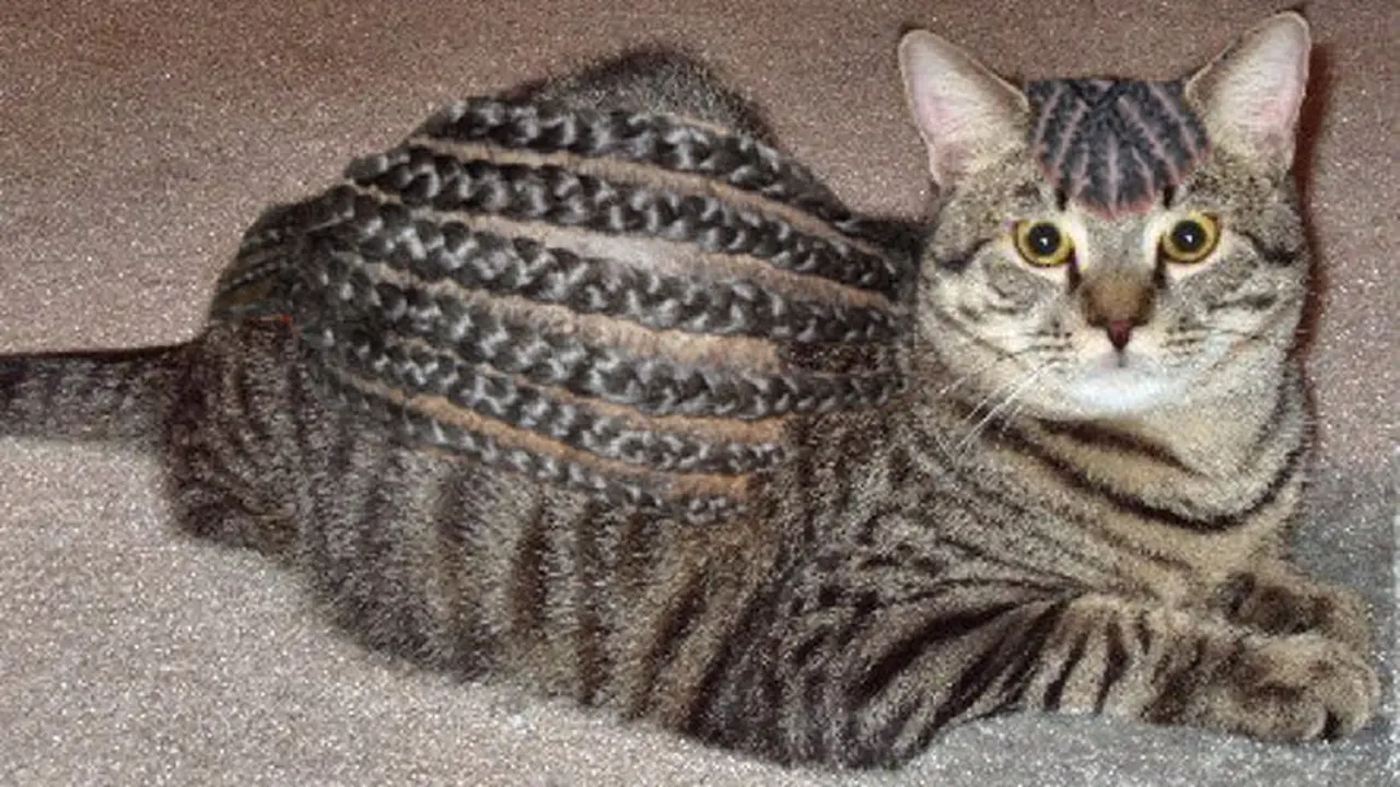 6 Potret Kucing Usai Cukur Bulu Ini Penampilannya Jadi Kocak - Hot ...