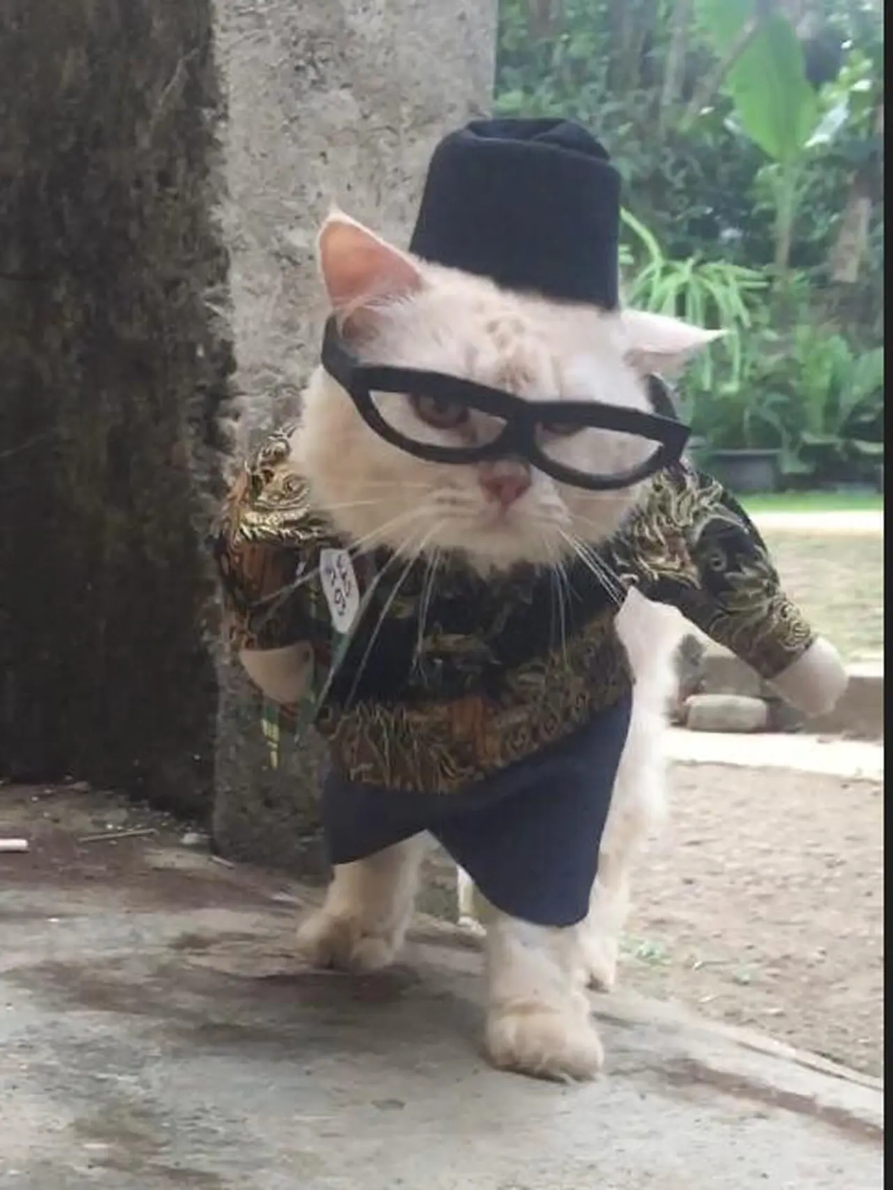 6 Potret Kucing Pakai Kostum Berbagai Profesi Ini Bikin Ketawa Geli ...