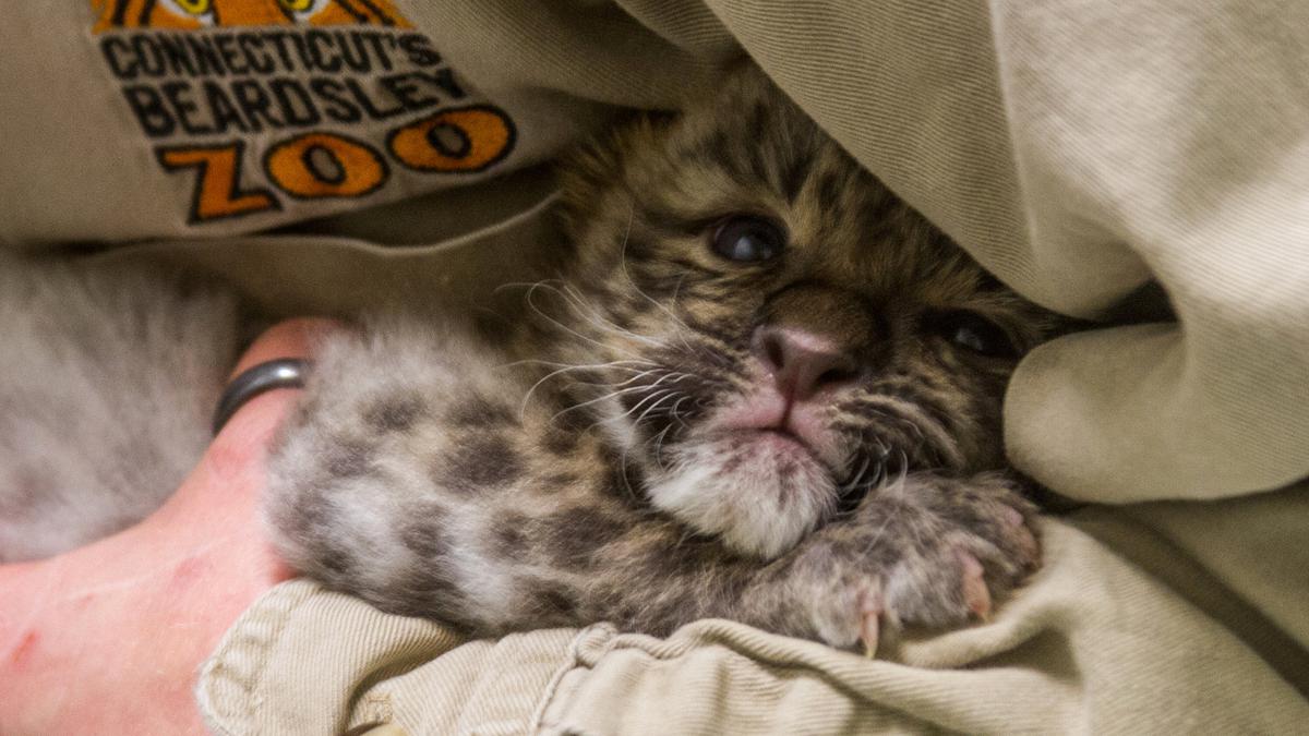 FOTO: Lucu, Dua Anak Macan Amur Langka Lahir di Amerika - Foto Liputan6.com