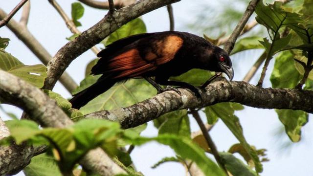 Unik dan Langka, 15 Burung Ini Bertelur dengan Warna Biru Cantik