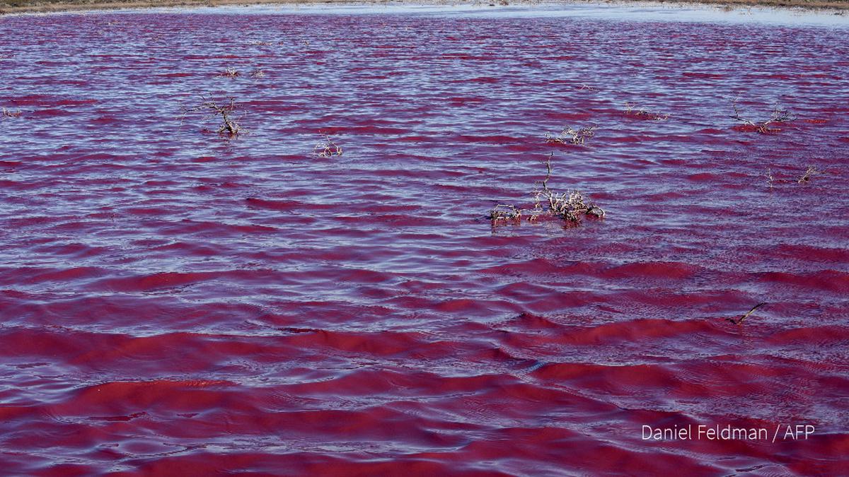 Bahaya di Balik Perubahan Warna Air Danau di Argentina Jadi Merah Muda