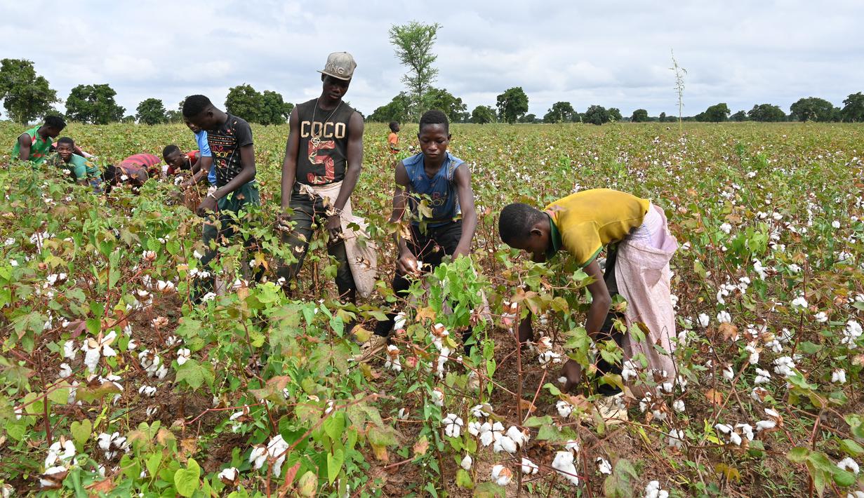 FOTO: Potret Petani Kapas Burkina Faso - Foto Liputan6.com