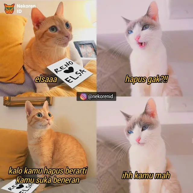 7 Meme Kucing Saat PDKT Ini Kocak Bikin Ngakak - Hot Liputan6.com