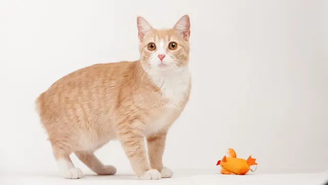 Tampil Tanpa Ekor Panjang, 5 Ras Kucing Ini Tetap Menggemaskan ...