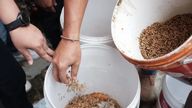 Belum Terlambat! Mulai Budidaya Maggot Sekarang Sebelum Harga Pakan ...