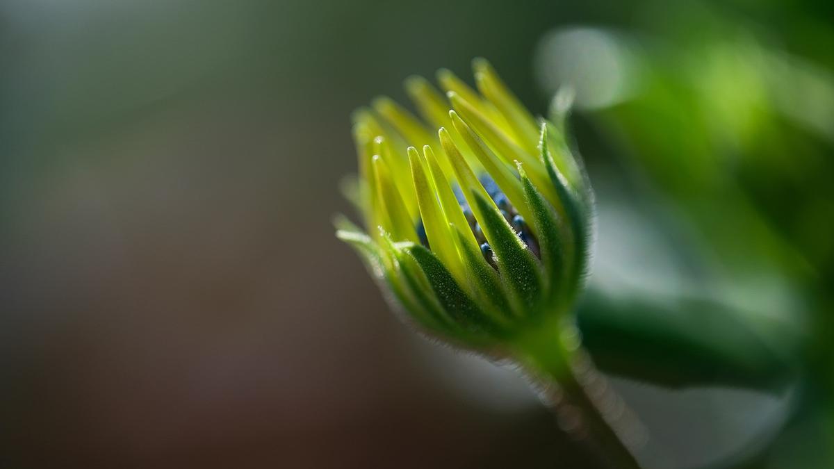 Mitos Bunga Tanjung yang Perlu Diketahui