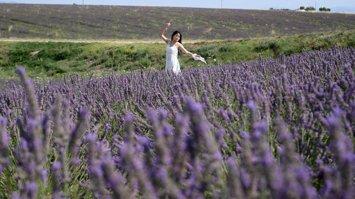 Menatap Cantiknya Hamparan Bunga Lavender di Valensole Prancis - Foto ...
