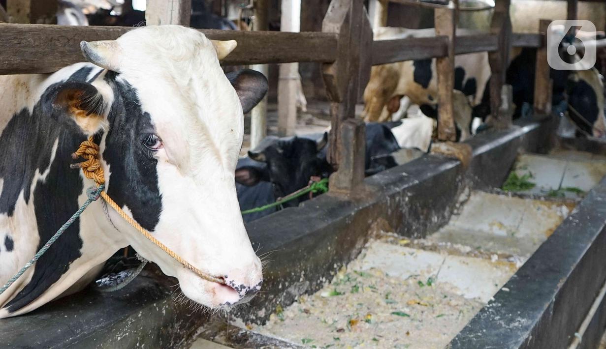 FOTO: Produksi Susu Sapi Perah di Jakarta Tidak Terpengaruh PMK - Foto ...
