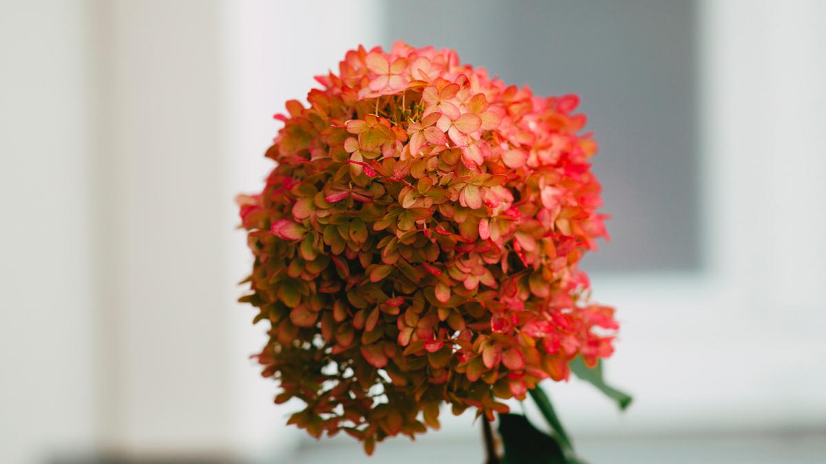 5 Penyebab Tanaman Layu yang Perlu Kamu Waspadai - Lifestyle Fimela.com