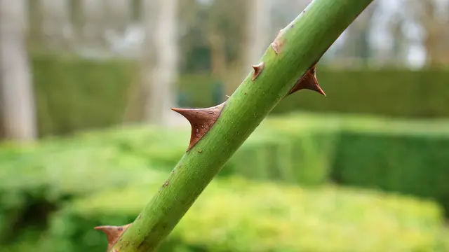 Cara Menanam Bunga Mawar dengan Batang, Mudah Dipraktikkan - Hot ...