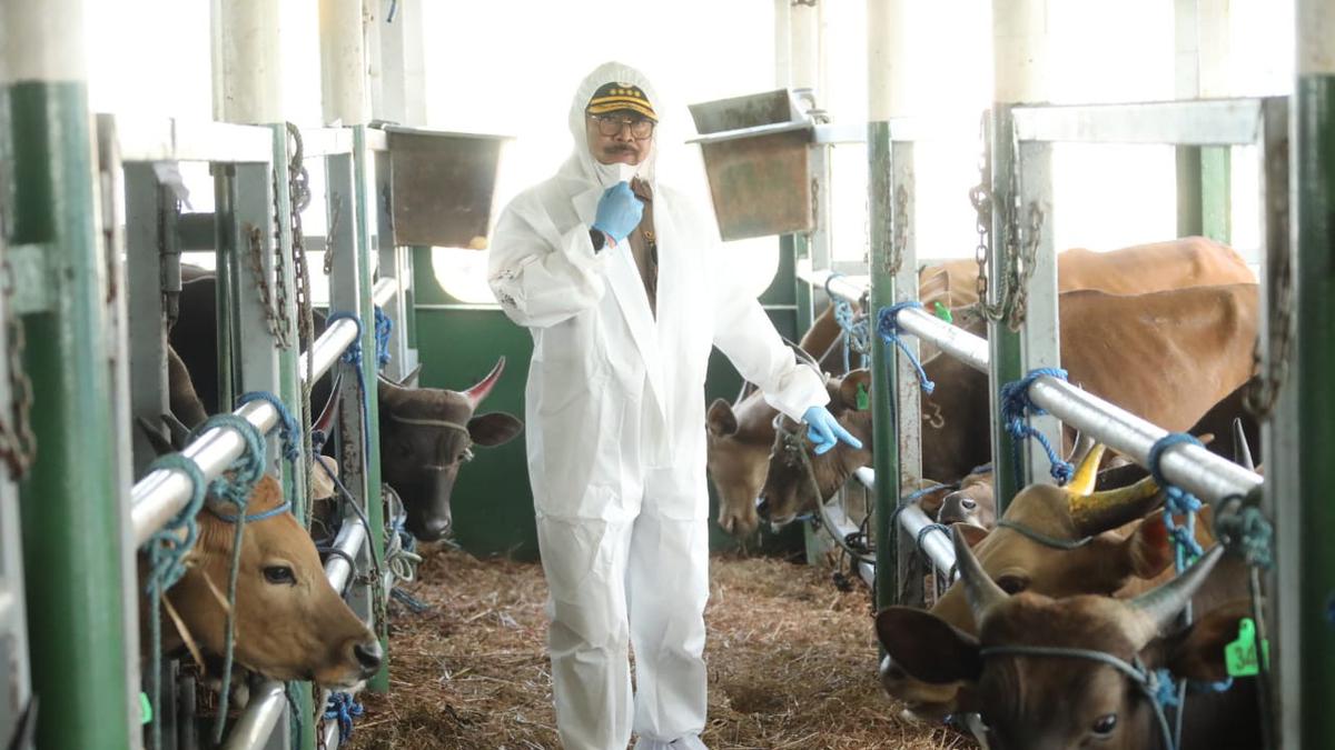 Mentan SYL Pastikan Ketersediaan Hewan Kurban Jelang Iduladha Aman - Bisnis Liputan6.com