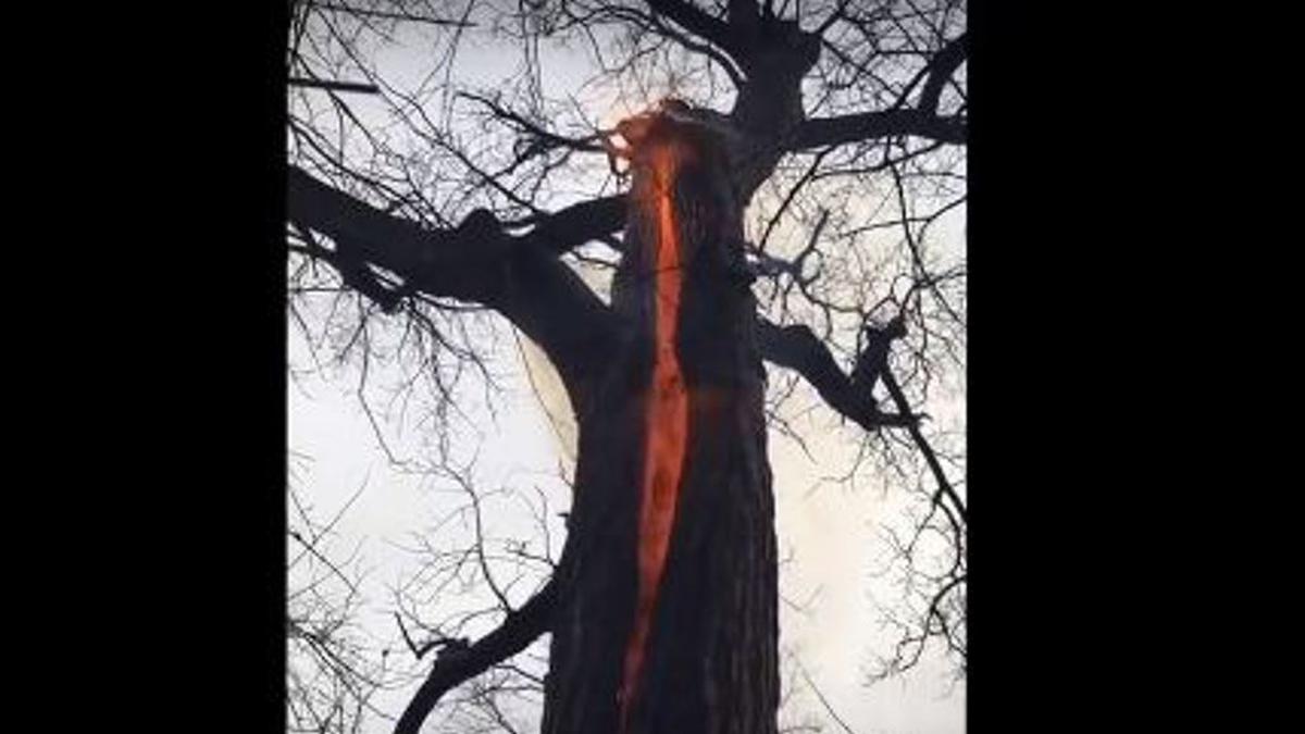 Misterius, Ada Api yang Membara dalam Batang Pohon - Lifestyle Fimela.com