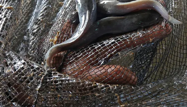 15 Cara Agar Tidur Cepat dan Nyenyak Setiap Malam, Praktikkan Segera - Feeds Liputan6.com