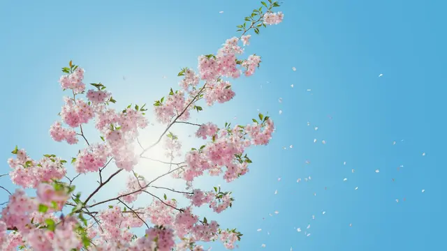 Jangan Sembarangan Merusak Bunga Sakura di Jepang, Ancaman Denda hingga ...