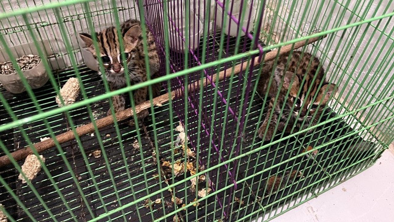 Mengenal Kucing Kuwuk, Predator Mungil Berstatus Dilindungi yang ...