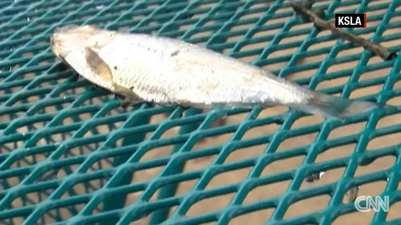 Viral Fenomena Langka Hujan Ikan yang Menghebohkan, Bukan Pertama Kali ...
