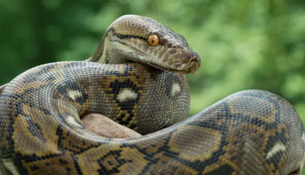 We Bare Bears, Kisah Persaudaraan 3 Beruang Beda Spesies Berkepribadian ...