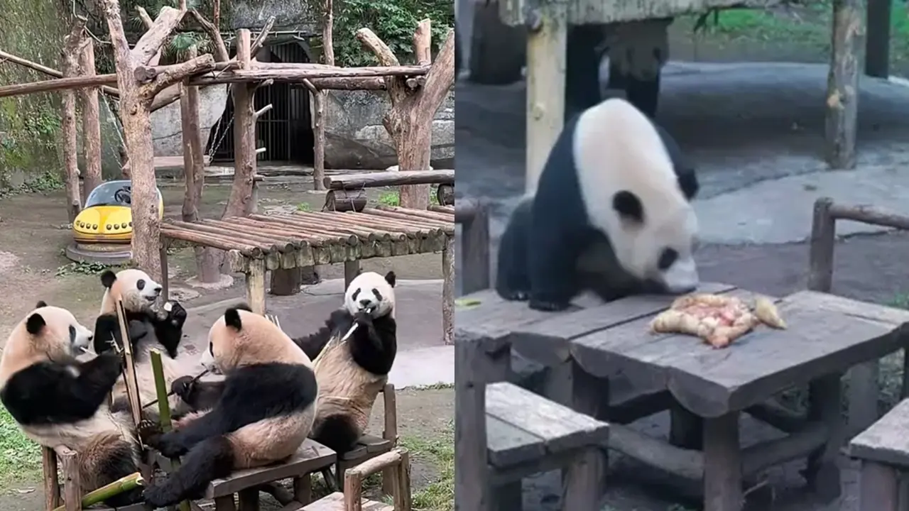 Dulu Beruang, Kini Viral Panda di China Makan dan Duduk Seperti Manusia ...