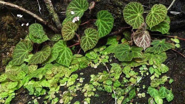 Ini Penampakan Tiga Spesies Baru Begonia dari Pulau Kalimantan ...