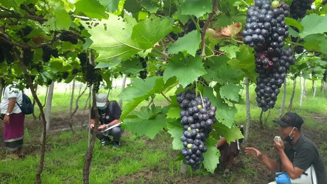 Nikmati Pagi di Tengah Kebun Anggur Hatten Wines Vineyard Bali ...