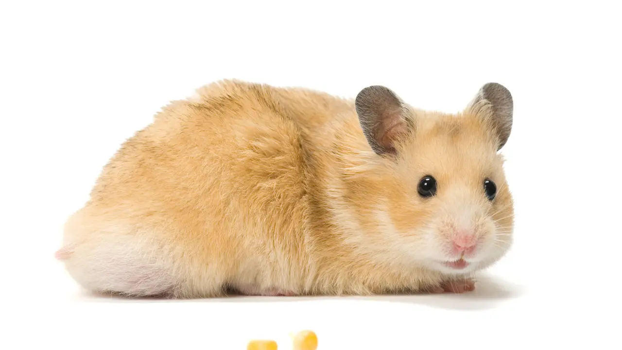 Cara Merawat Bayi Hamster yang Baru Lahir dengan Benar - Hot Liputan6.com