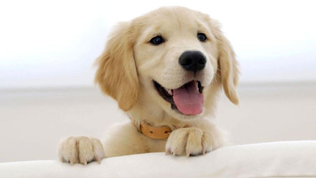 7 Makanan yang Bisa Bikin Anjing Sakit - Health Liputan6.com