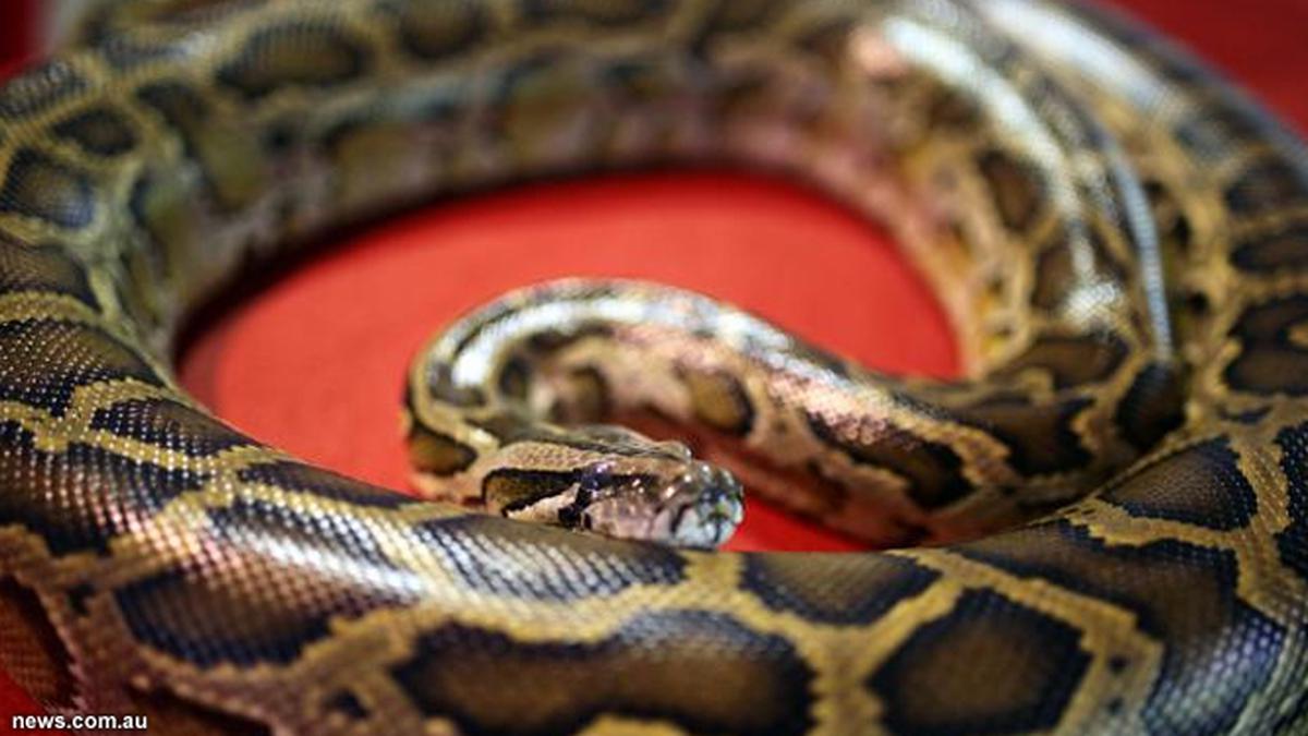 Ngeri! 40 Ular Python Ditemukan di Kamar Hotel - Global Liputan6.com