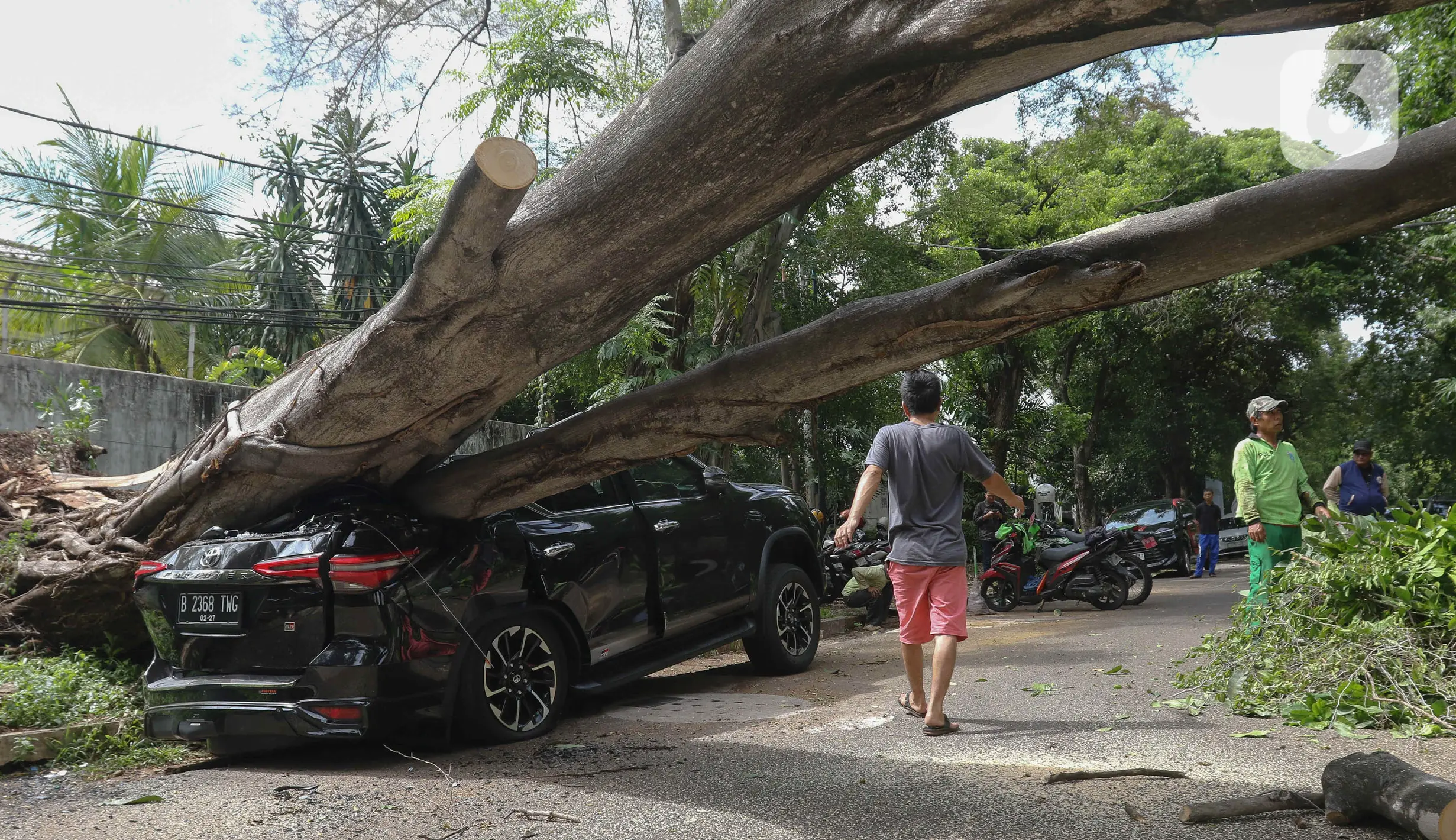 Sebuah Pohon Besar Tumbang Timpa Fortuner hingga Ringsek - Foto Liputan6.com