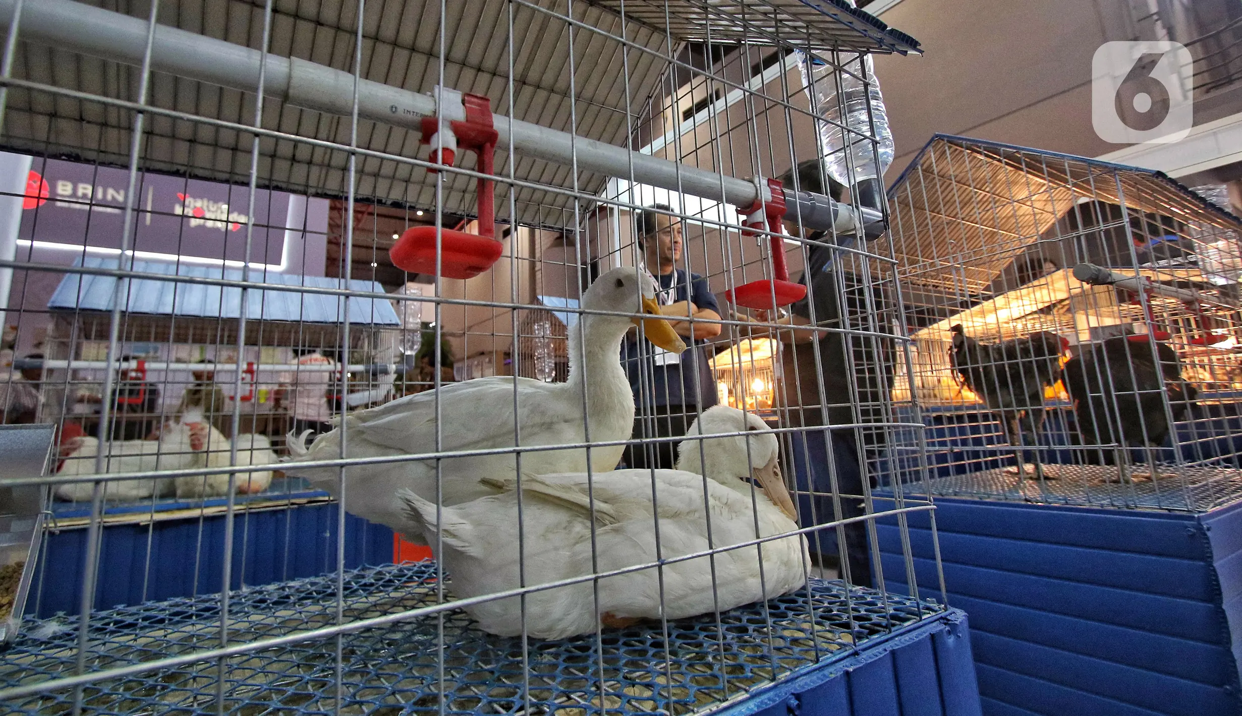 Melihat Inovasi Pertanian dalam Pangan Plus Expo 2023 - Foto Liputan6.com