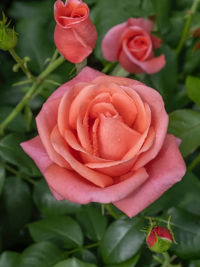 Cantiknya Mawar Catherine, Varietas Bunga Baru yang Namanya Terinspirasi Kate Middleton ...