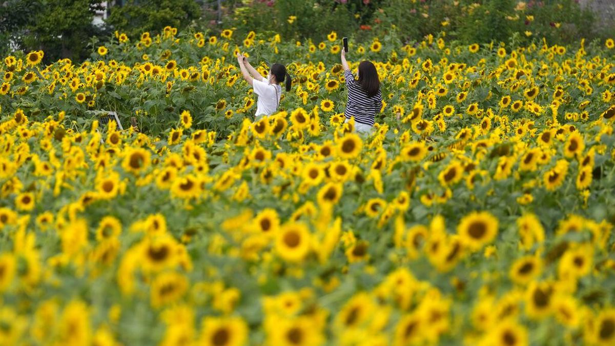 FOTO: Serunya Mengunjungi Ladang Bunga Matahari di Korea Selatan - Foto ...