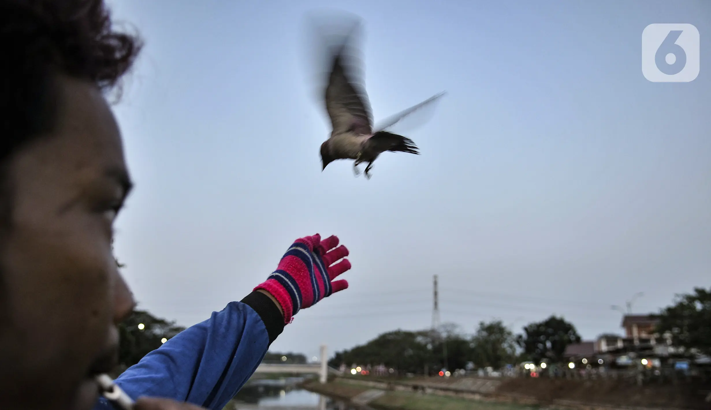 FOTO: Melatih Burung Terbang Bebas di Langit Jakarta - Foto Liputan6.com