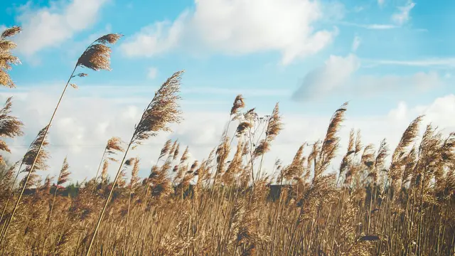 7 Macam Macam Angin Lokal di Indonesia dan Faktor yang Mempengaruhinya ...