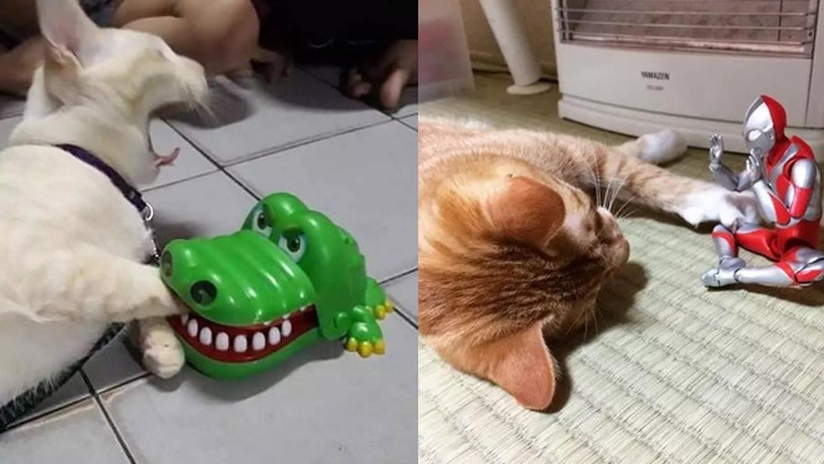 7 Potret Kucing Lagi Asik Bermain, Tingkahnya yang Bak Bocah Ini Bikin ...